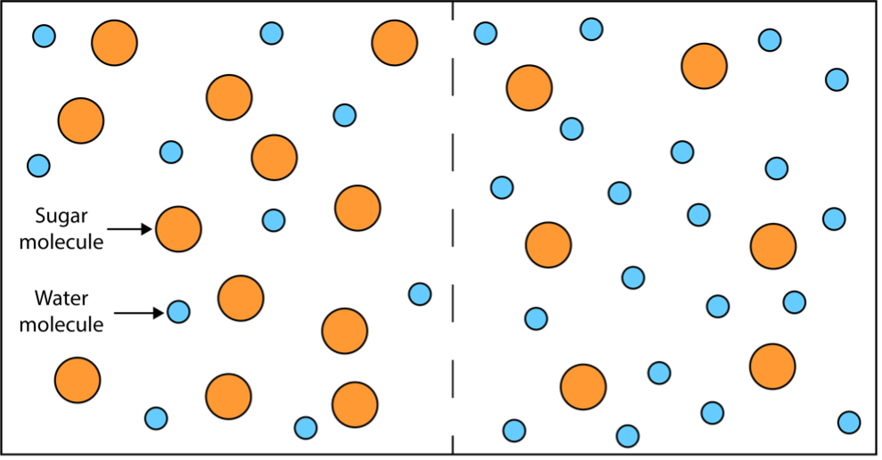 Solved d. In which direction will the net movement of sugar | Chegg.com
