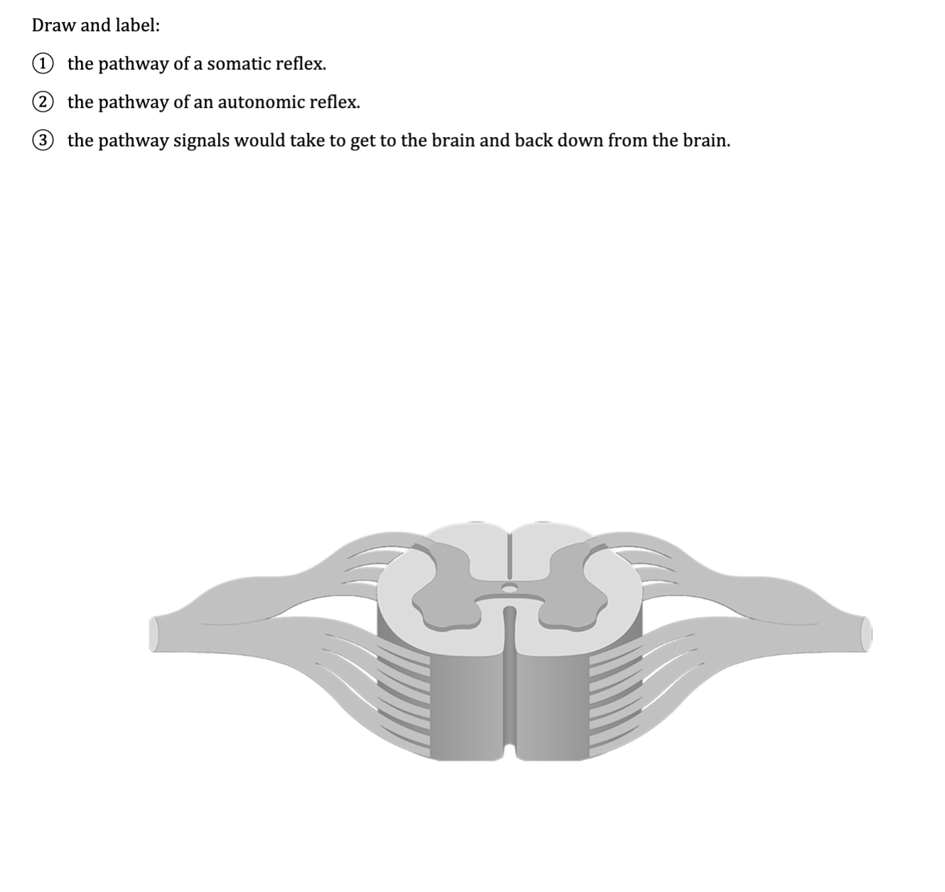 Draw and label:(1) ﻿the pathway of a somatic | Chegg.com