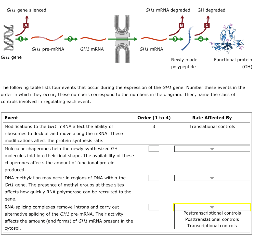 Solved GH1 gene silenced GH1 mRNA degraded GH degraded 2 3 4 | Chegg.com