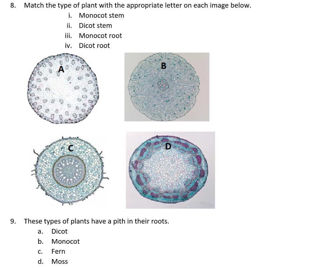 Solved 8. Match the type of plant with the appropriate | Chegg.com