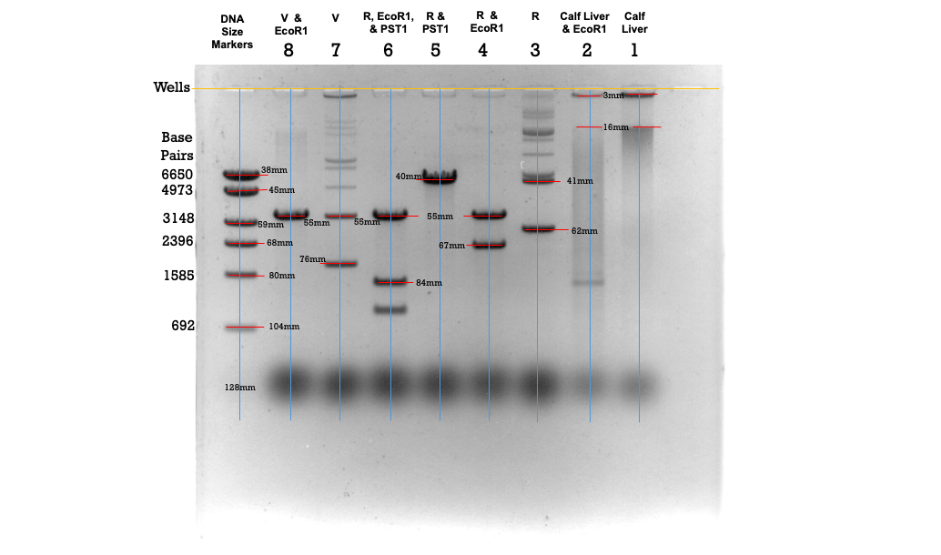 Solved What happens when vector DNA is digested with EcoRI | Chegg.com