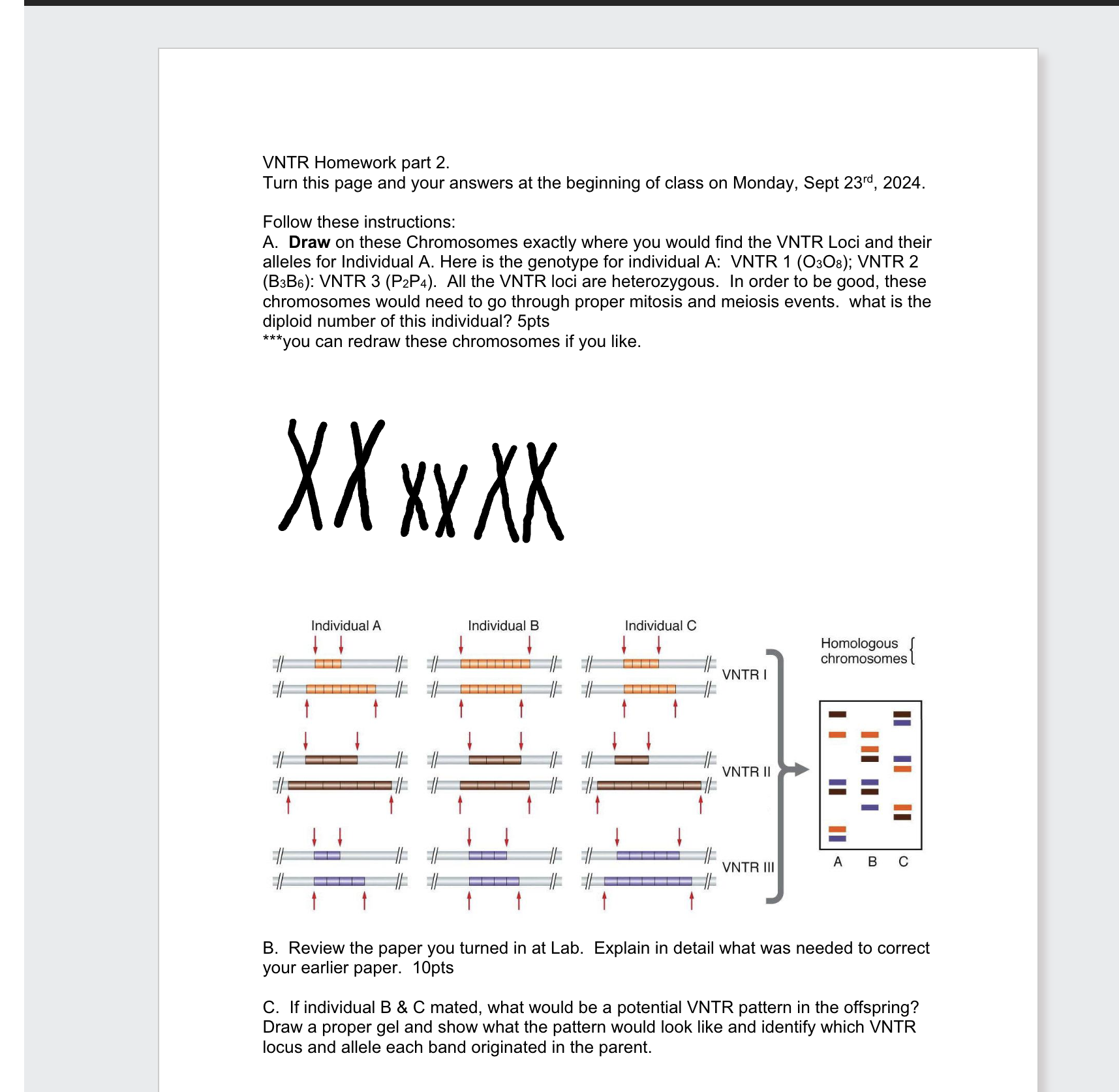 Solved VNTR Homework part 2.Turn this page and your answers | Chegg.com