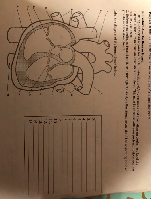 Parts Of The Heart Worksheet