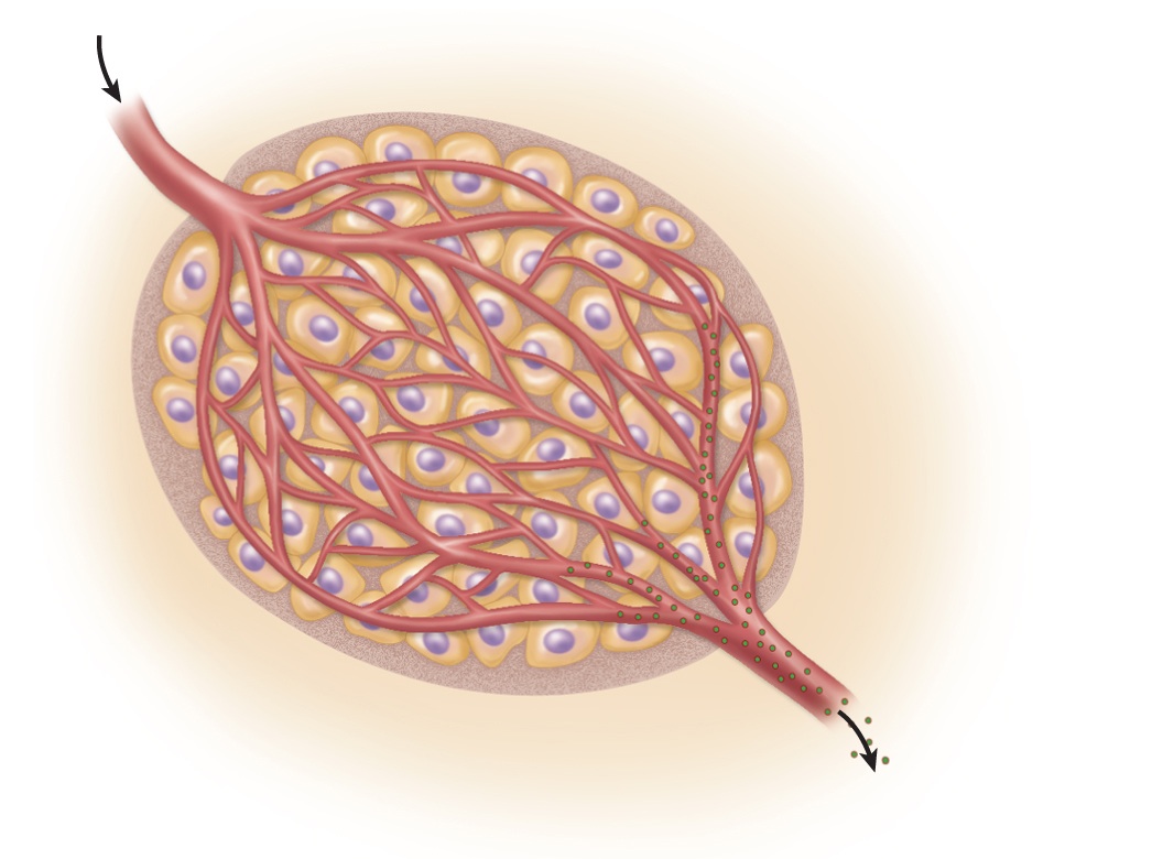 Correctly identify this gland and label its parts. | Chegg.com