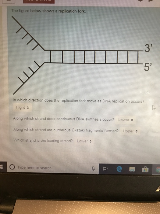 Solved The figure below shows a replication fork 3' 5" In | Chegg.com