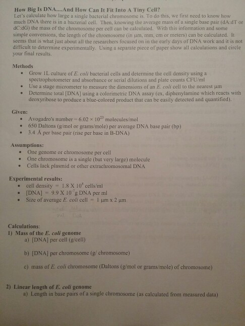 Solved How Big Is DNA....And How Can It Fit Into A Tiny | Chegg.com