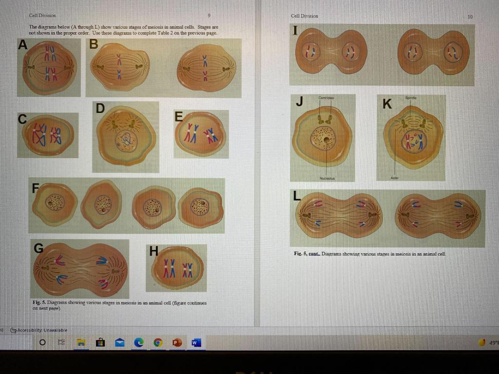 Solved Cell Division Cell Division The diagrams below (A | Chegg.com