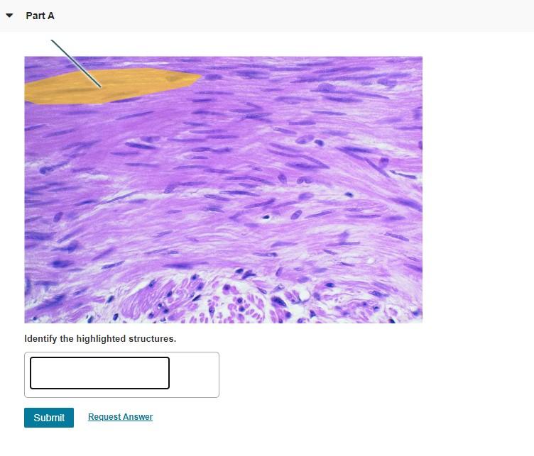 Solved Part A Identify the highlighted structures. Submit | Chegg.com