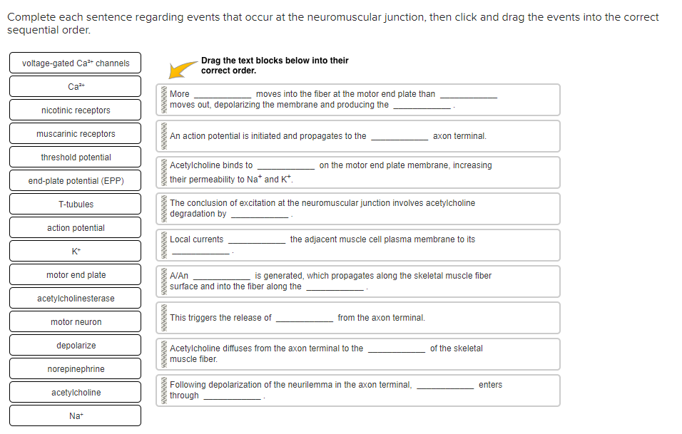 Solved Complete each sentence regarding events that occur at | Chegg.com