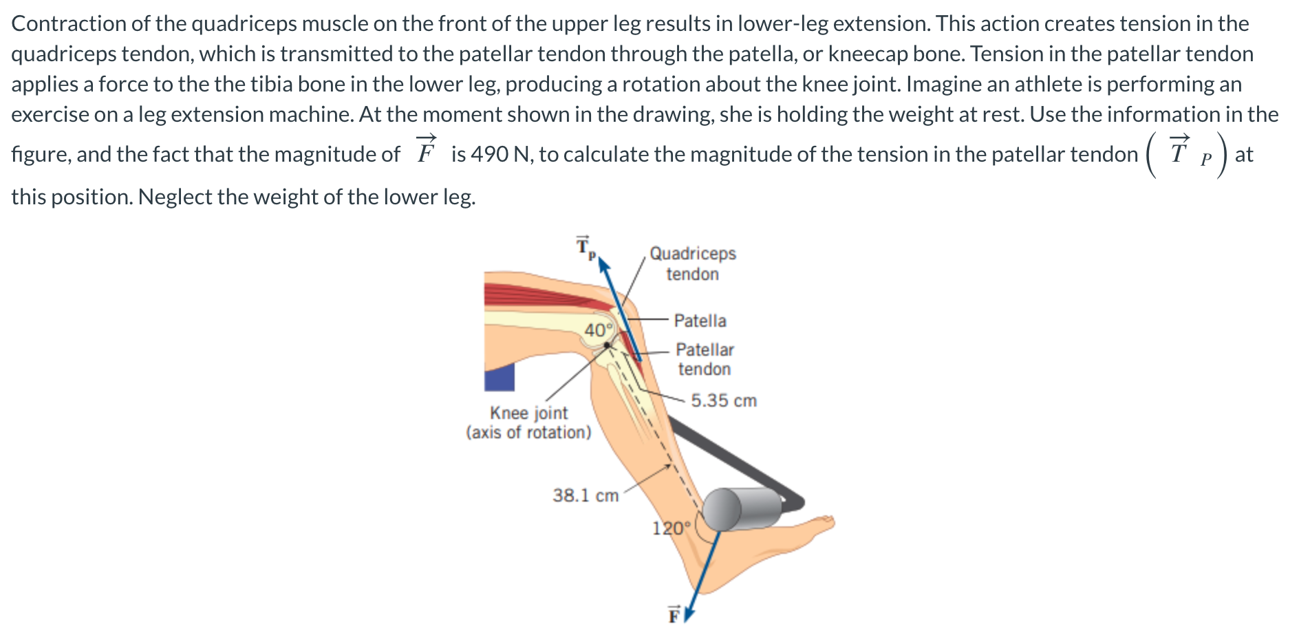 Solved Contraction of the quadriceps muscle on the front of | Chegg.com