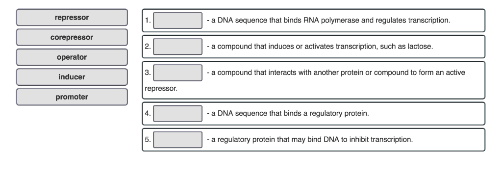 Solved repressor corepressor operator inducer promoter a DNA | Chegg.com