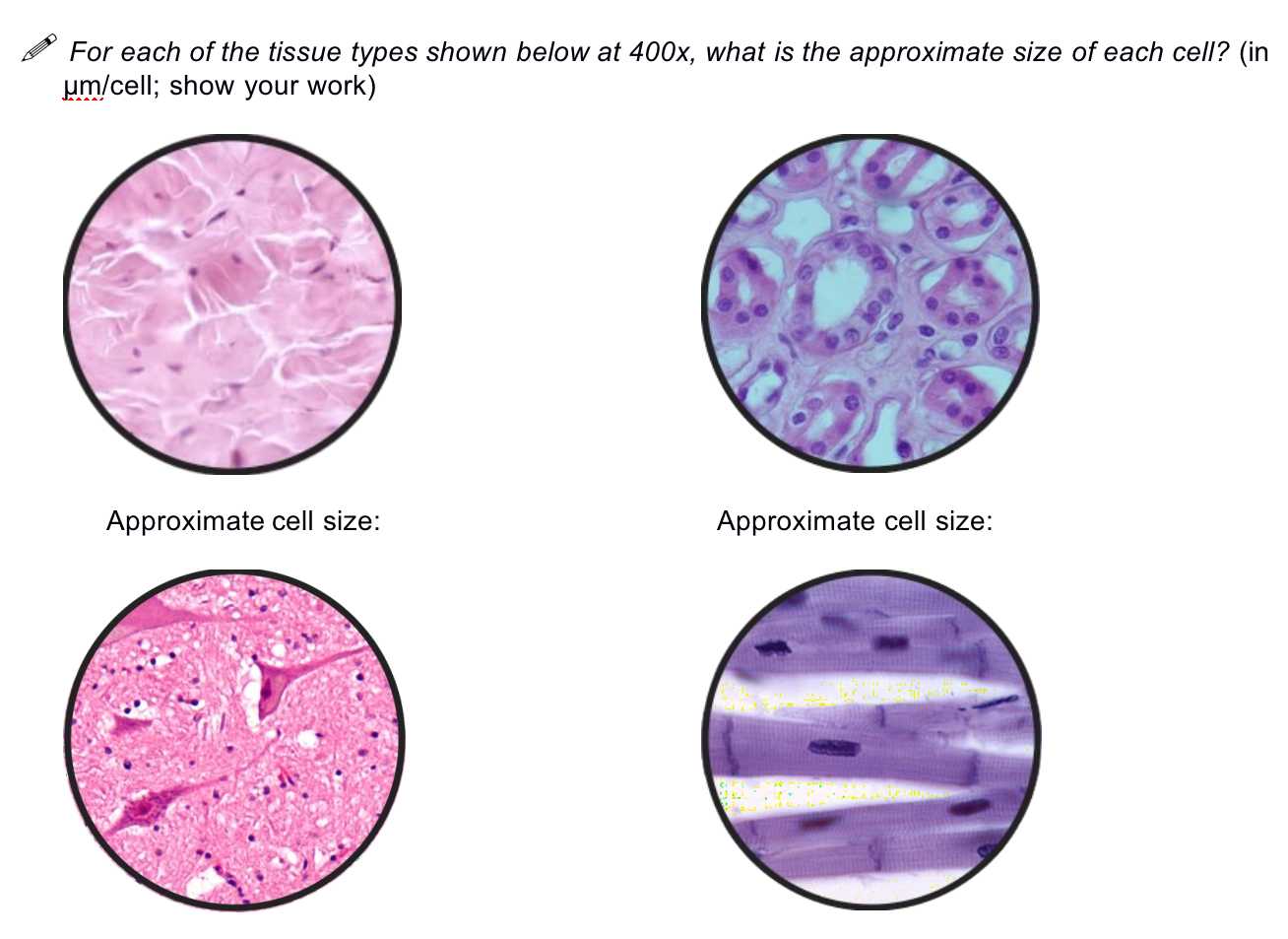 Solved Estimating Cell Size The size of each cell varies | Chegg.com