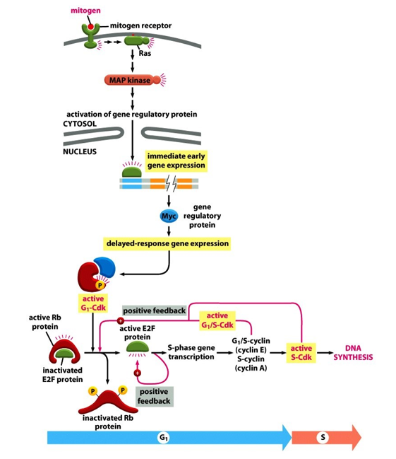 Solved According to this graphic, with an active E2F | Chegg.com