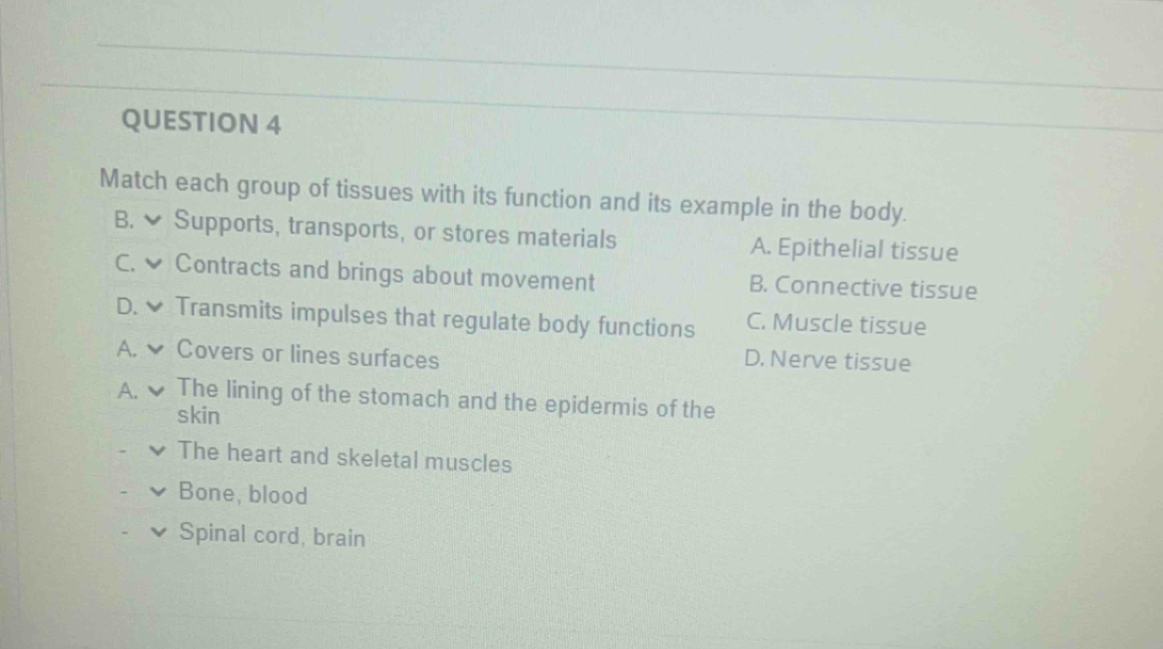 Solved QUESTION 4Match each group of tissues with its | Chegg.com