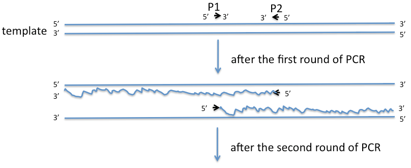 Solved Draw a diagram showing the second round of PCR . Use | Chegg.com