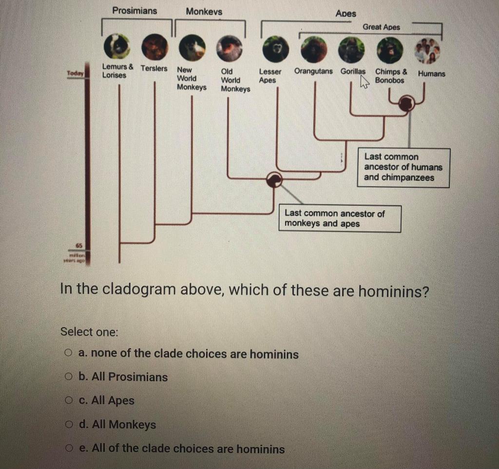 Solved Prosimians Monkeys Apes Great Apes Today Lemurs & | Chegg.com