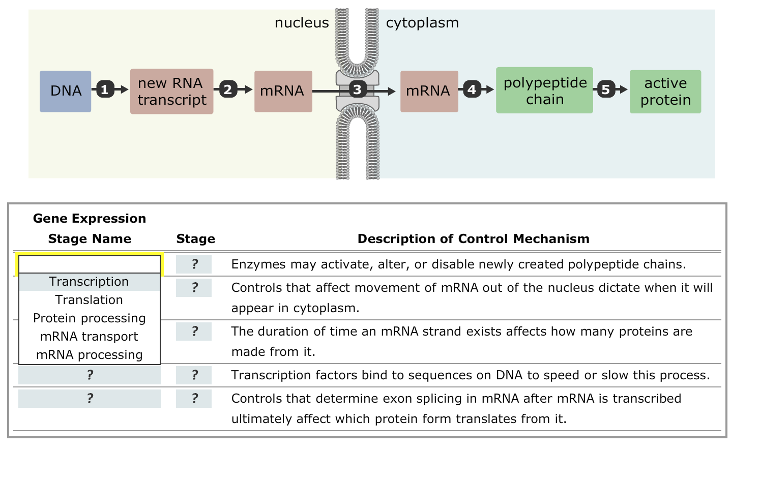 Solved nucleus cytoplasm DNA 1 new RNA transcript mRNA mRNA | Chegg.com