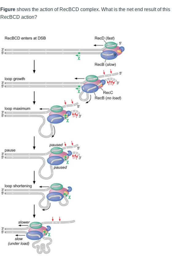 Solved Figure shows the action of RecBCD complex. What is | Chegg.com