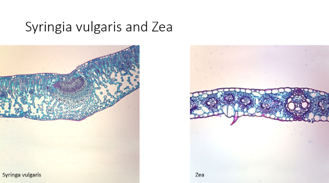 Solved Observe the Syringa vulgaris Leaf (Lilac) and the zea | Chegg.com