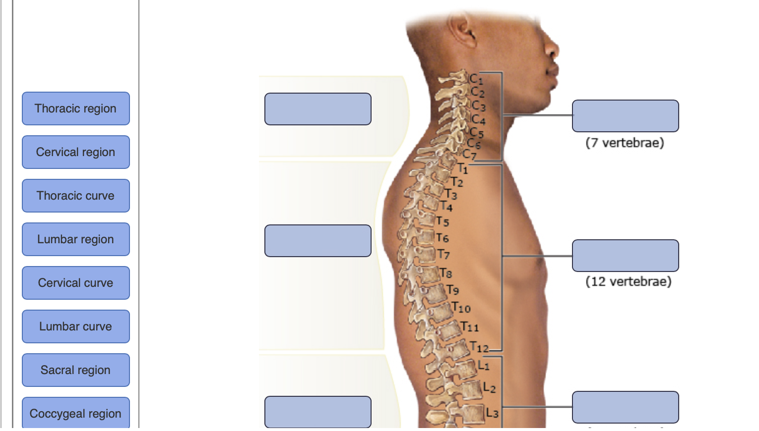 Solved Thoracic region 200.00 (7 vertebrae) Cervical region | Chegg.com