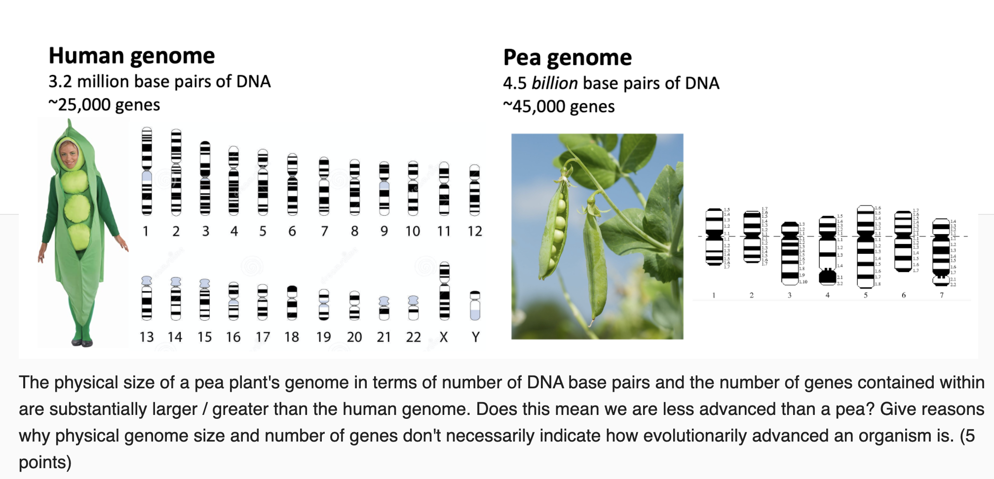 Solved Human genome 3.2 million base pairs of DNA ~25,000 | Chegg.com