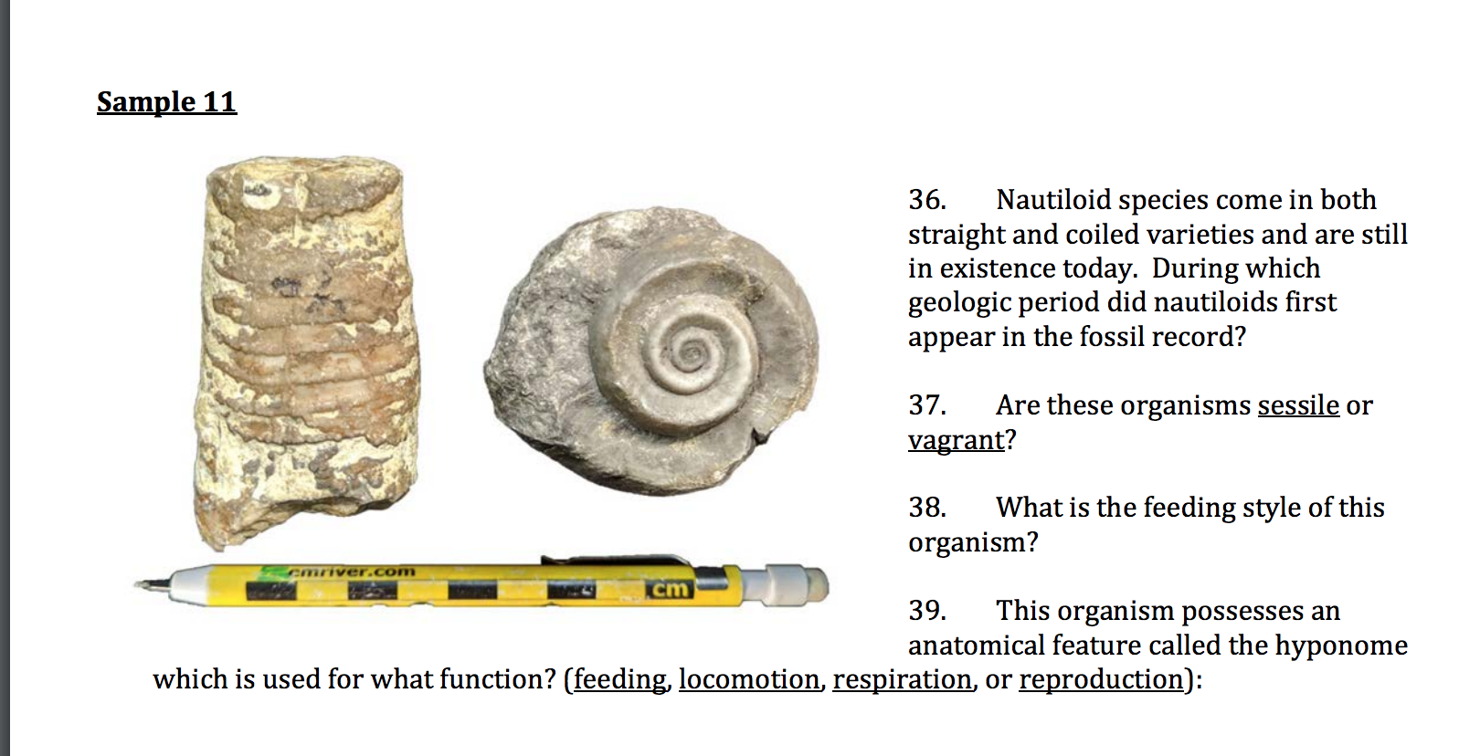 Solved Sample 11 36. Nautiloid species come in both straight | Chegg.com