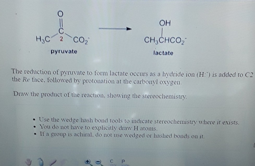 Solved OH H₂C 2 CO2 CH3CHCO, CH,CHCO, Pyruvate lactate The | Chegg.com