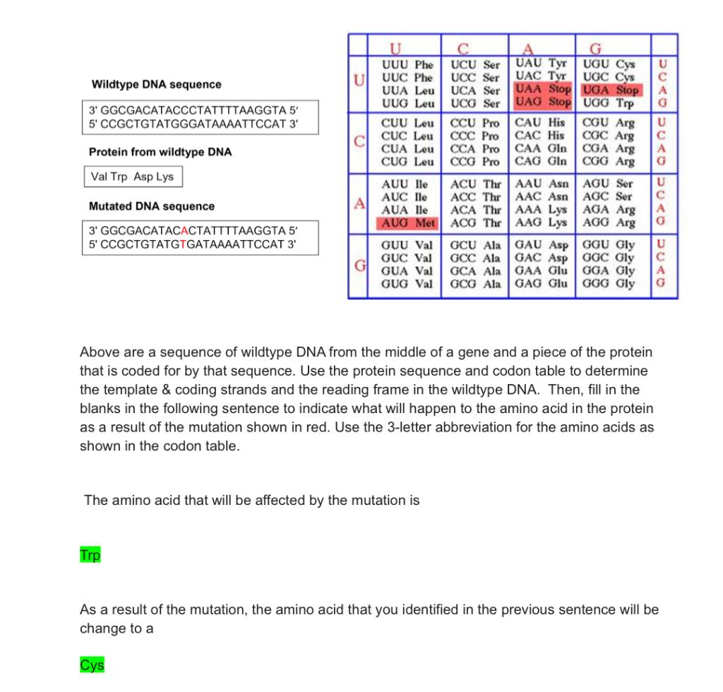 Protein from wildtype DNA Mutated DNA sequence Above | Chegg.com