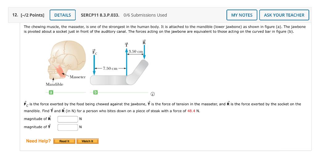 Solved The chewing muscle, the masseter, is one of the | Chegg.com