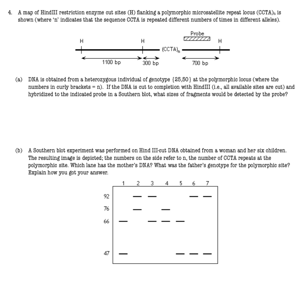 4. A map of Hind III restriction enzyme cut sites (H) | Chegg.com