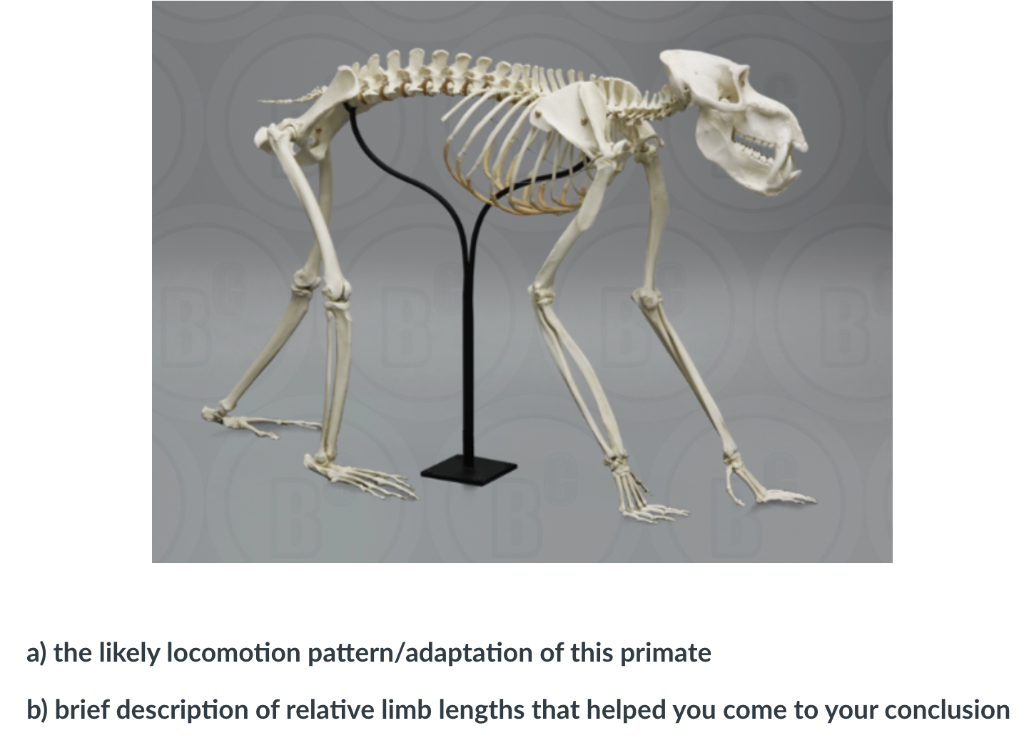 Solved a) Does this skull belong to a primate or not? b) | Chegg.com
