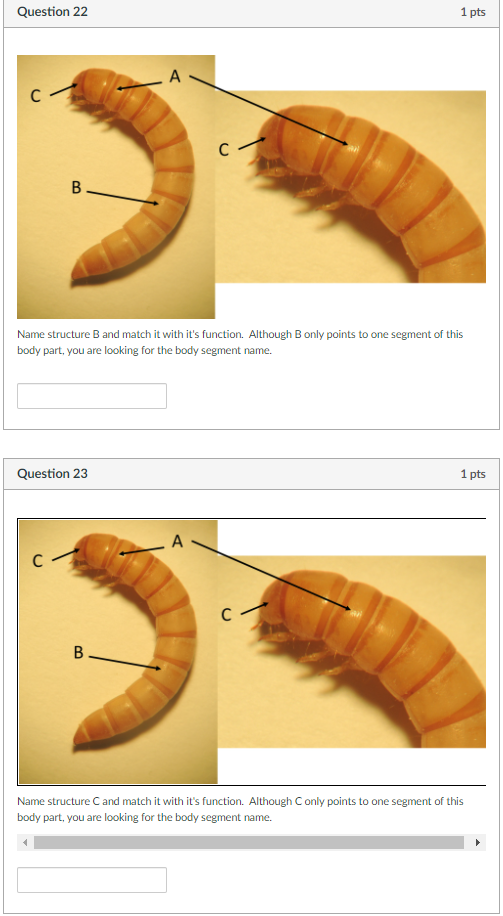 Solved Structures: 1. Head 2. Thorax 3. Abdomen 4. | Chegg.com