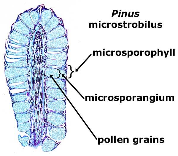 Phylum Cycadophyta Microscope