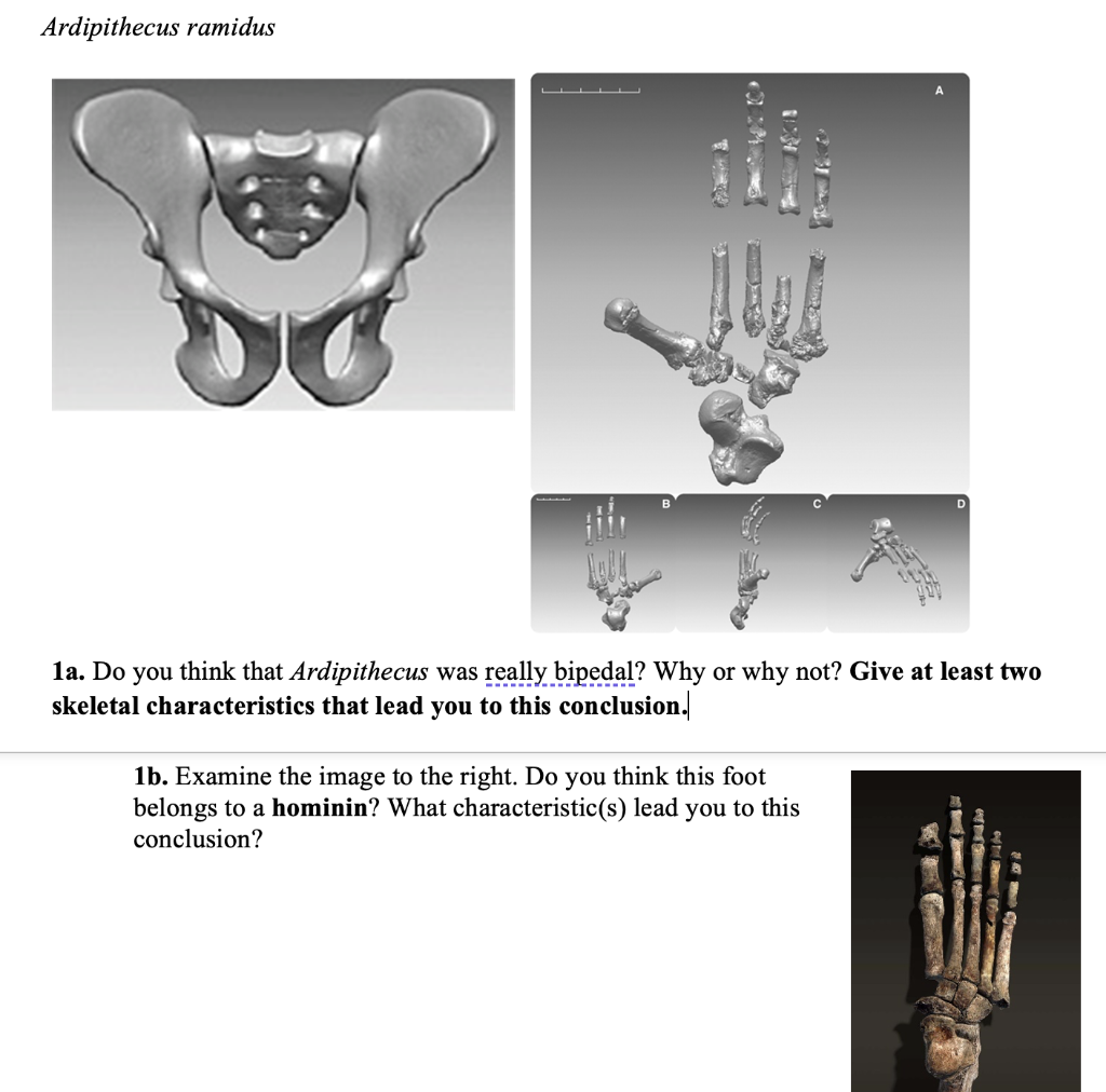 Solved Ardipithecus Ramidus 1a Do You Think That