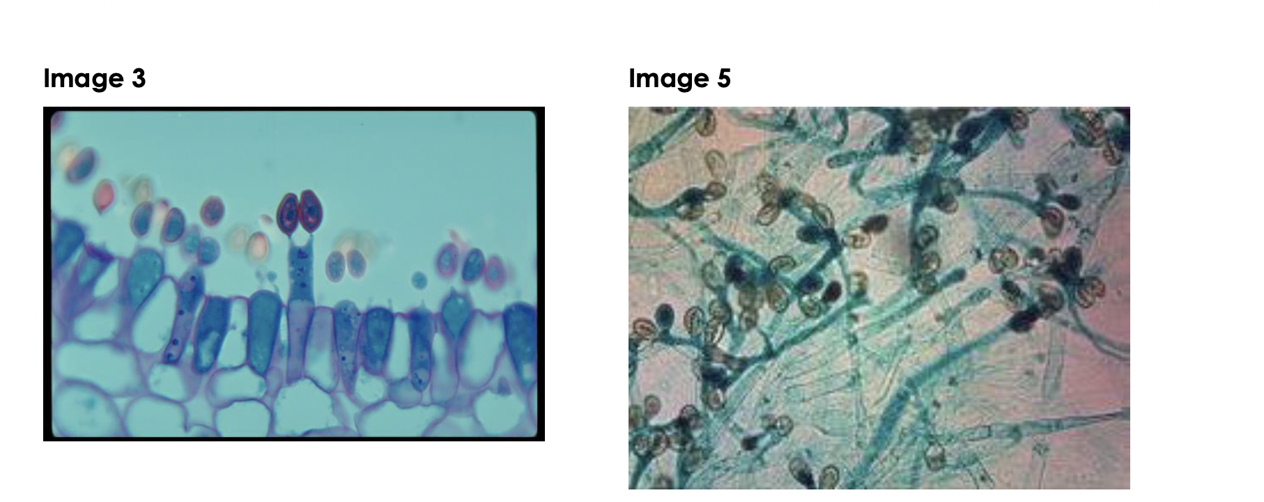 Solved Activity 1. Examine the photographs of slides taken | Chegg.com