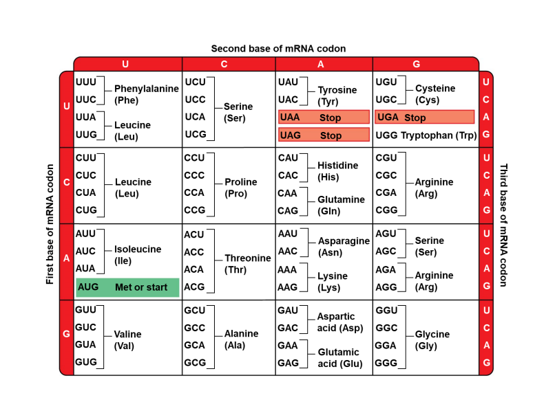 Solved Instructions: Refer to the DNA nucleotide sequence | Chegg.com