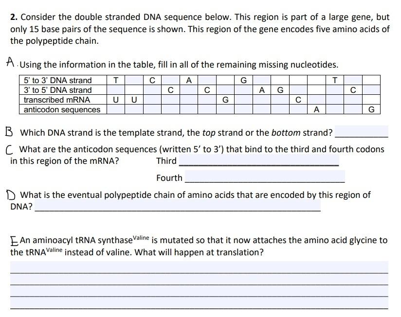 Solved 2. Consider the double stranded DNA sequence below. | Chegg.com