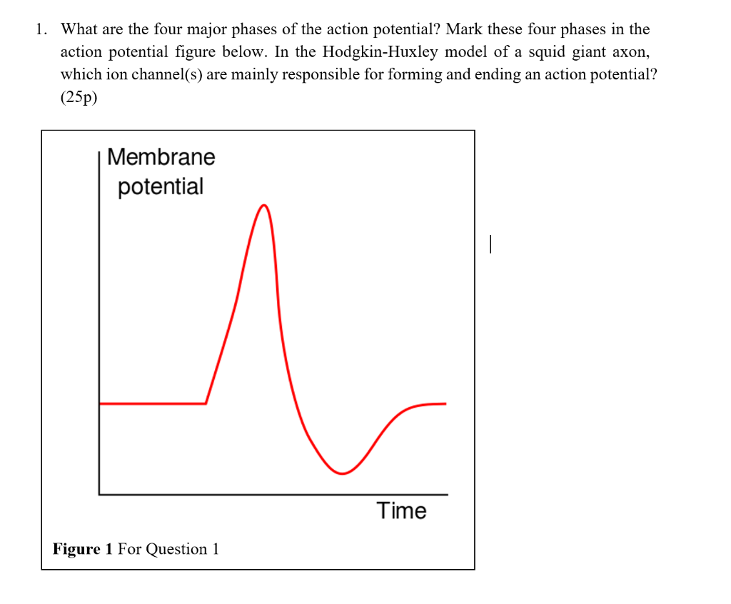 Solved 1. What are the four major phases of the action | Chegg.com