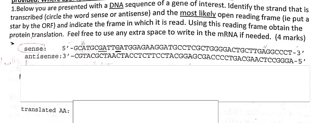 Solved 1.Below you are presented with a DNA sequence of a | Chegg.com