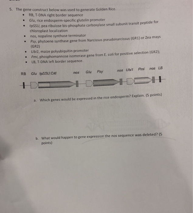 5. The gene construct below was used to generate | Chegg.com