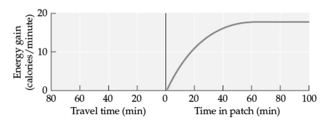 Solved Optimal foraging theory assumes that organisms will | Chegg.com