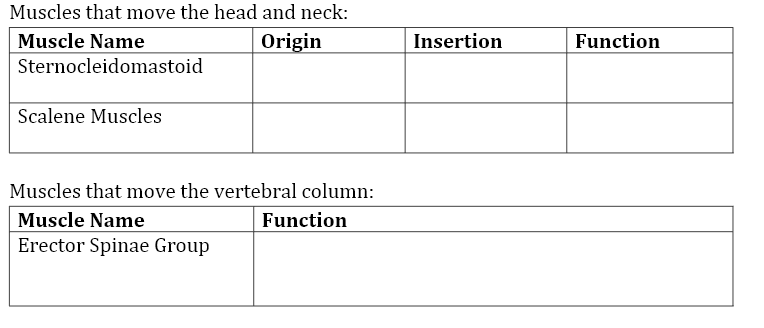 Solved Muscle Worksheet Name: Axial Muscles Muscles of | Chegg.com