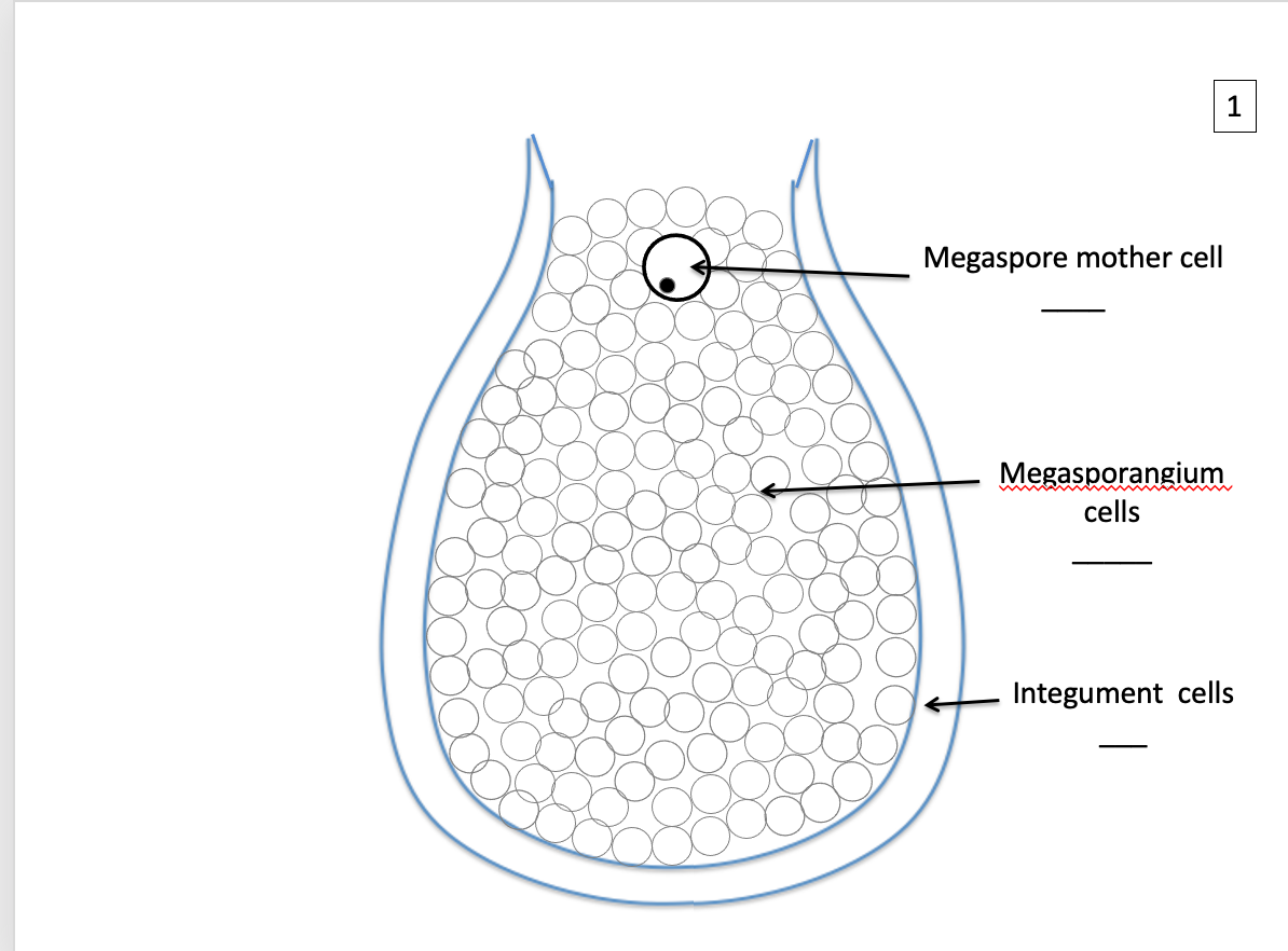 Solved 1 Megaspore mother cell Megasporangium cells | Chegg.com