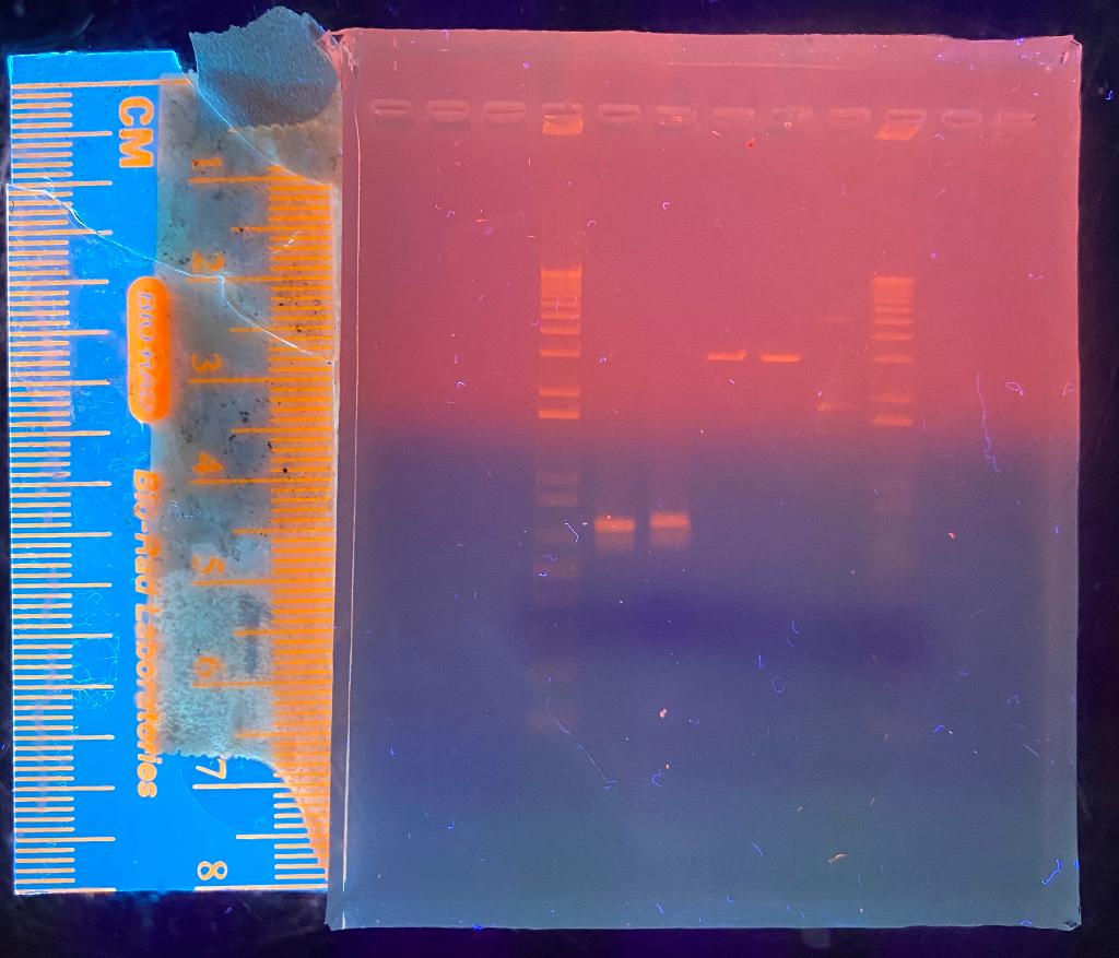 Solved •Describe your results: for each fragment (insert and | Chegg.com