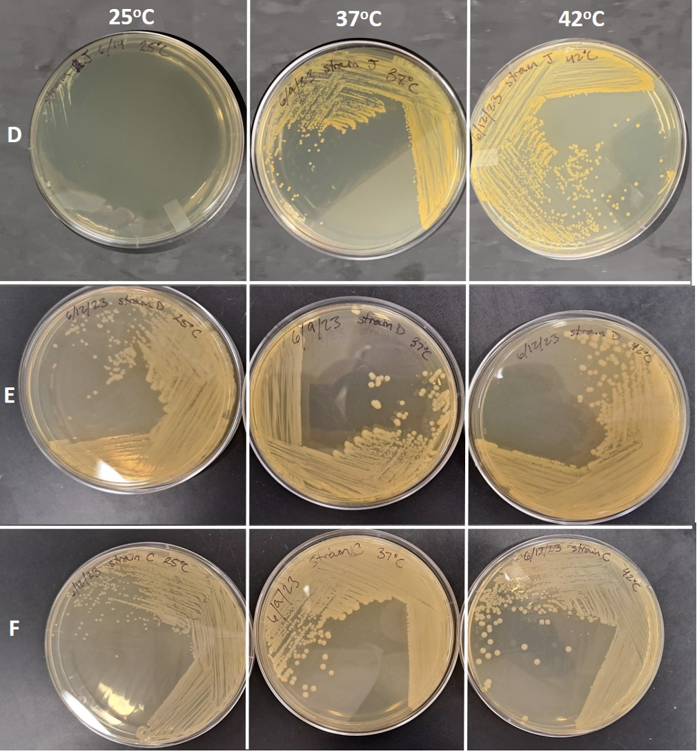 Solved In this experiment, 6 different organisms (A -F) were | Chegg.com