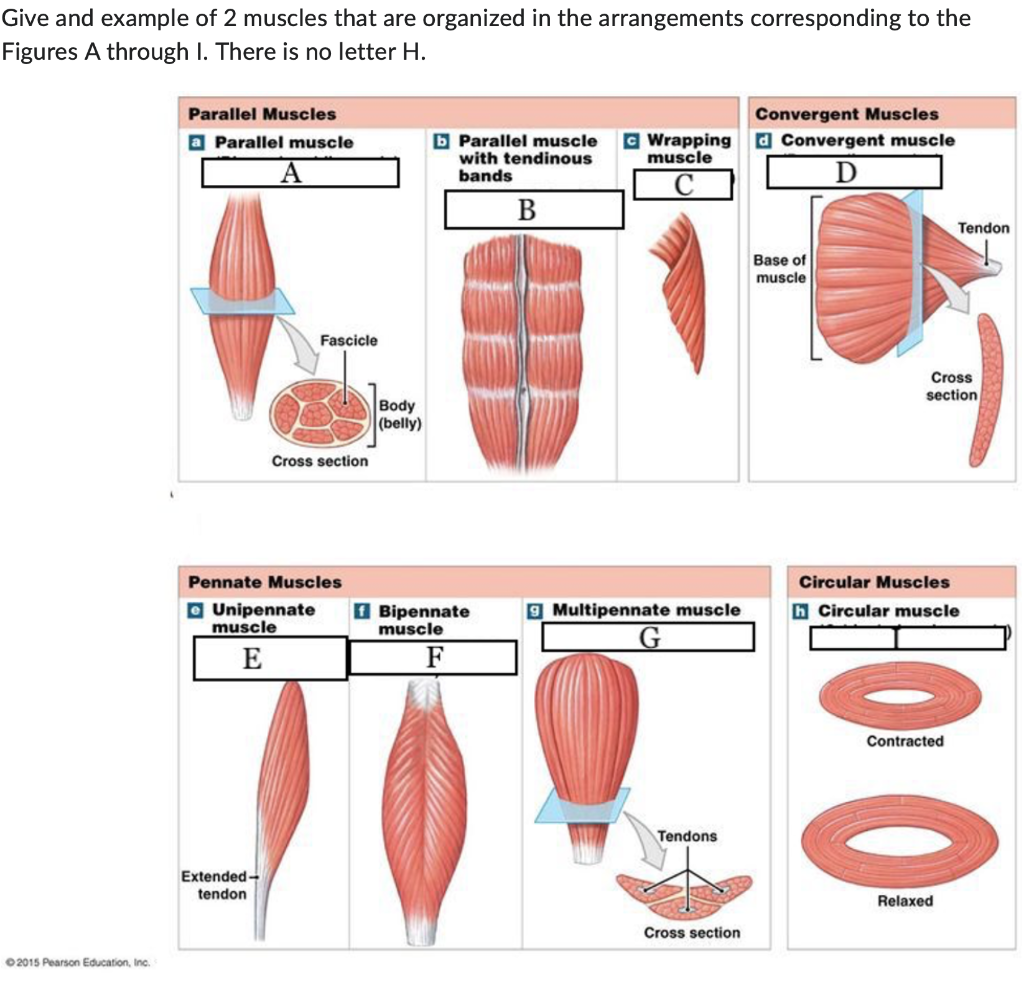 Unipennate Muscle Example