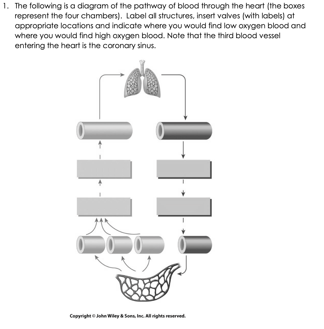 The following is a diagram of the pathway of blood | Chegg.com