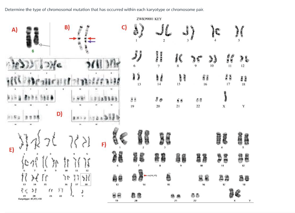 Solved Determine the type of chromosomal mutation that has | Chegg.com