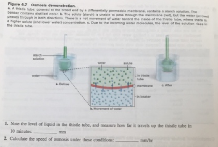 Solved Solute Diffusion Across the Plasma Membrane Some | Chegg.com