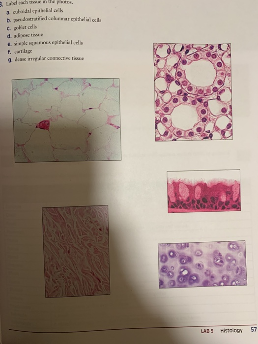 Solved . Label each tissue in the photos. a. cuboidal | Chegg.com